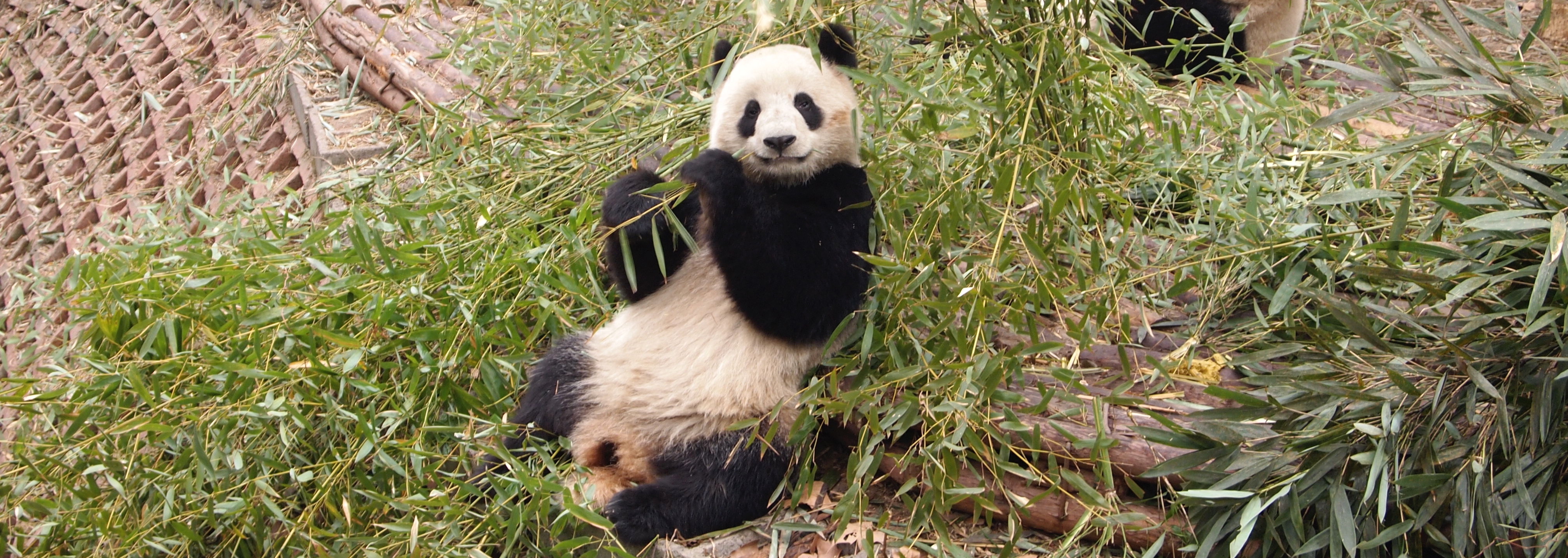 Contact Automation Panda