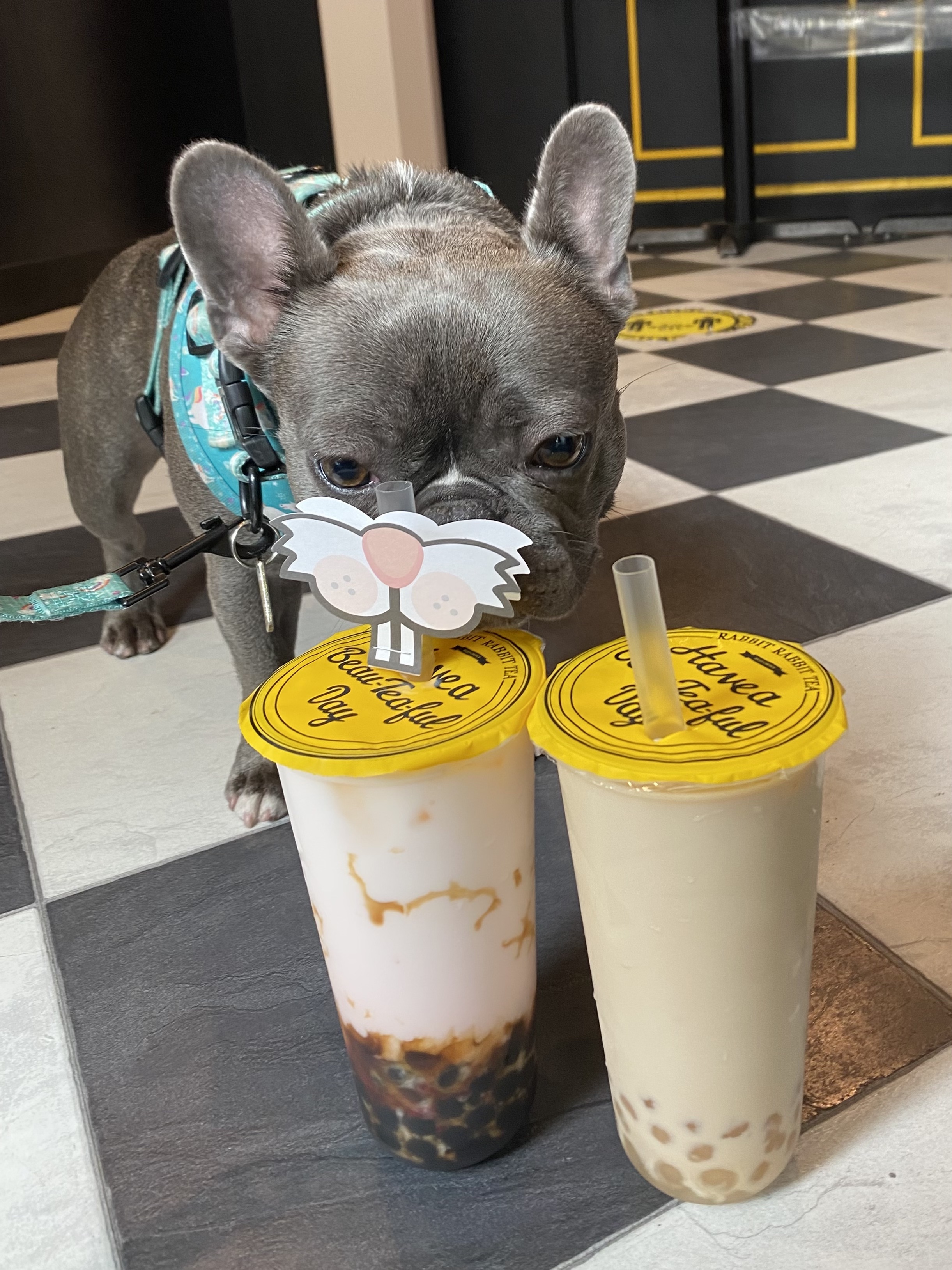 The 12 Best Bubble Tea Shops in Seattle | Automation Panda